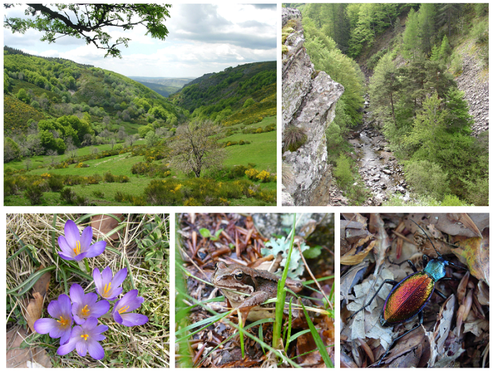 Changements de la biodiversité : l'exemple de la Haute vallée de la Jonte au Mont Aigoual | Parc ...